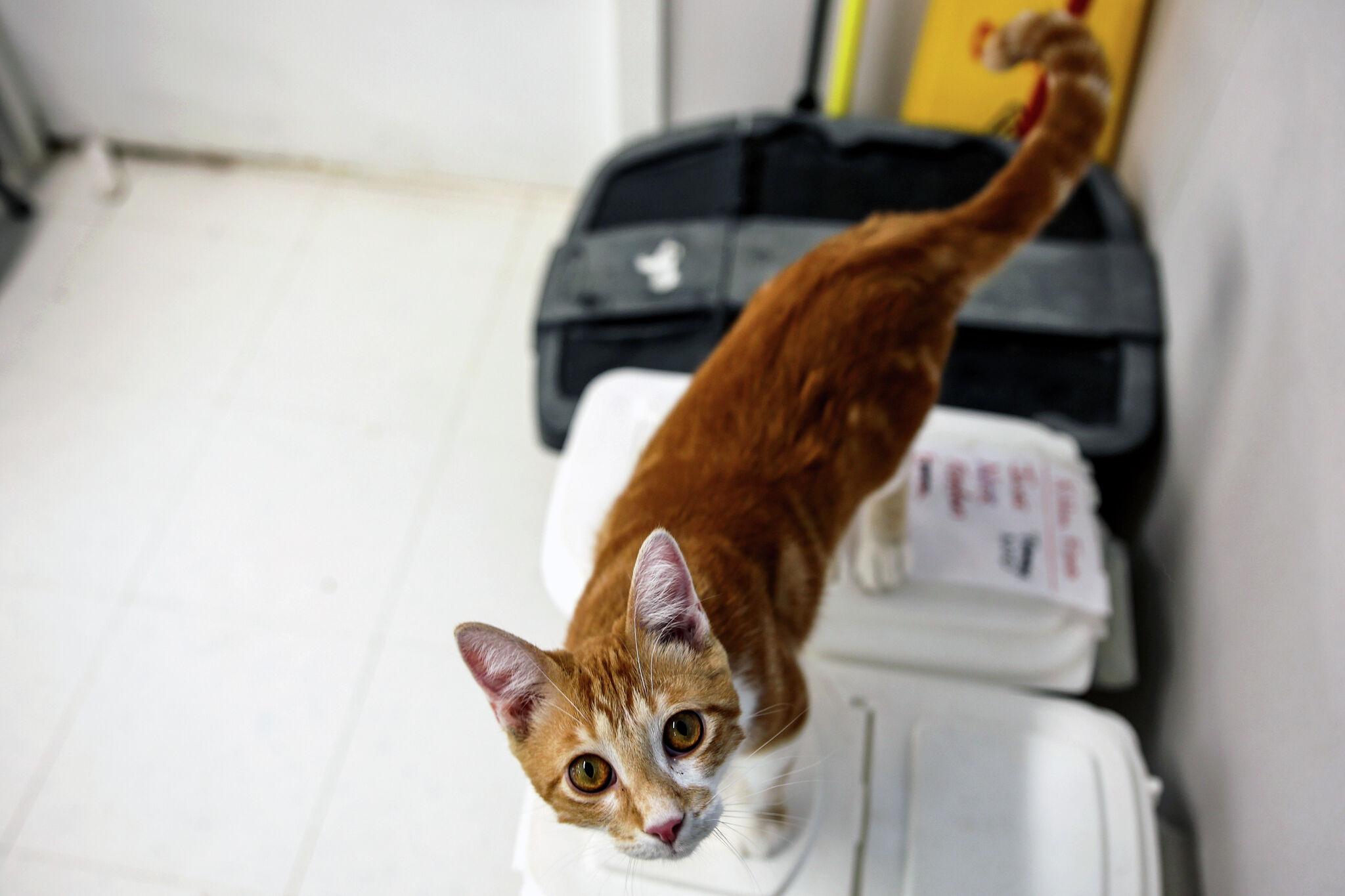 Here's what to know when adopting a shelter animal in Manistee County