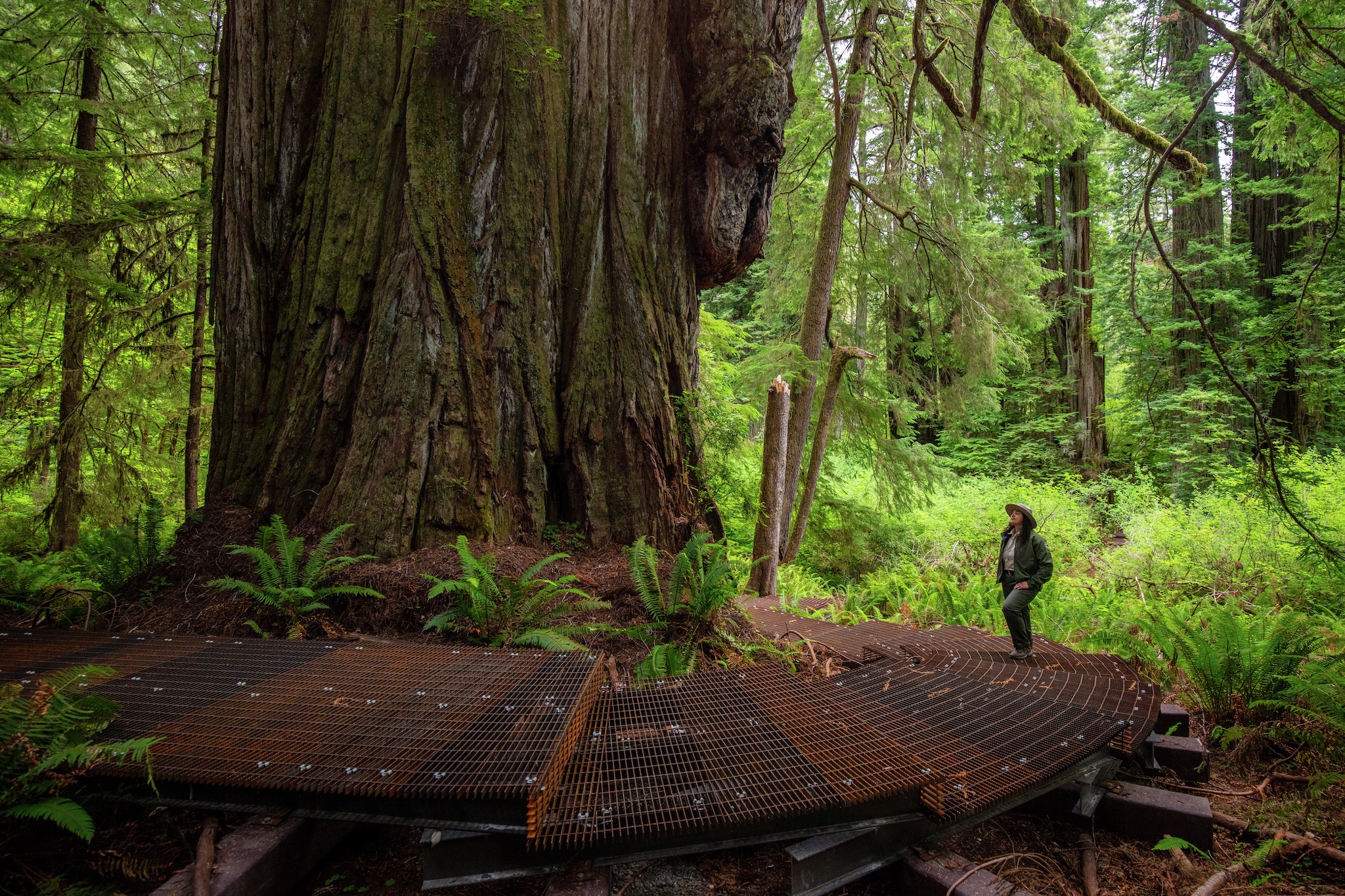 You can now visit the secluded Grove of Titans in the Redwood National ... You can now visit the secluded Grove of Titans in the Redwood National ...