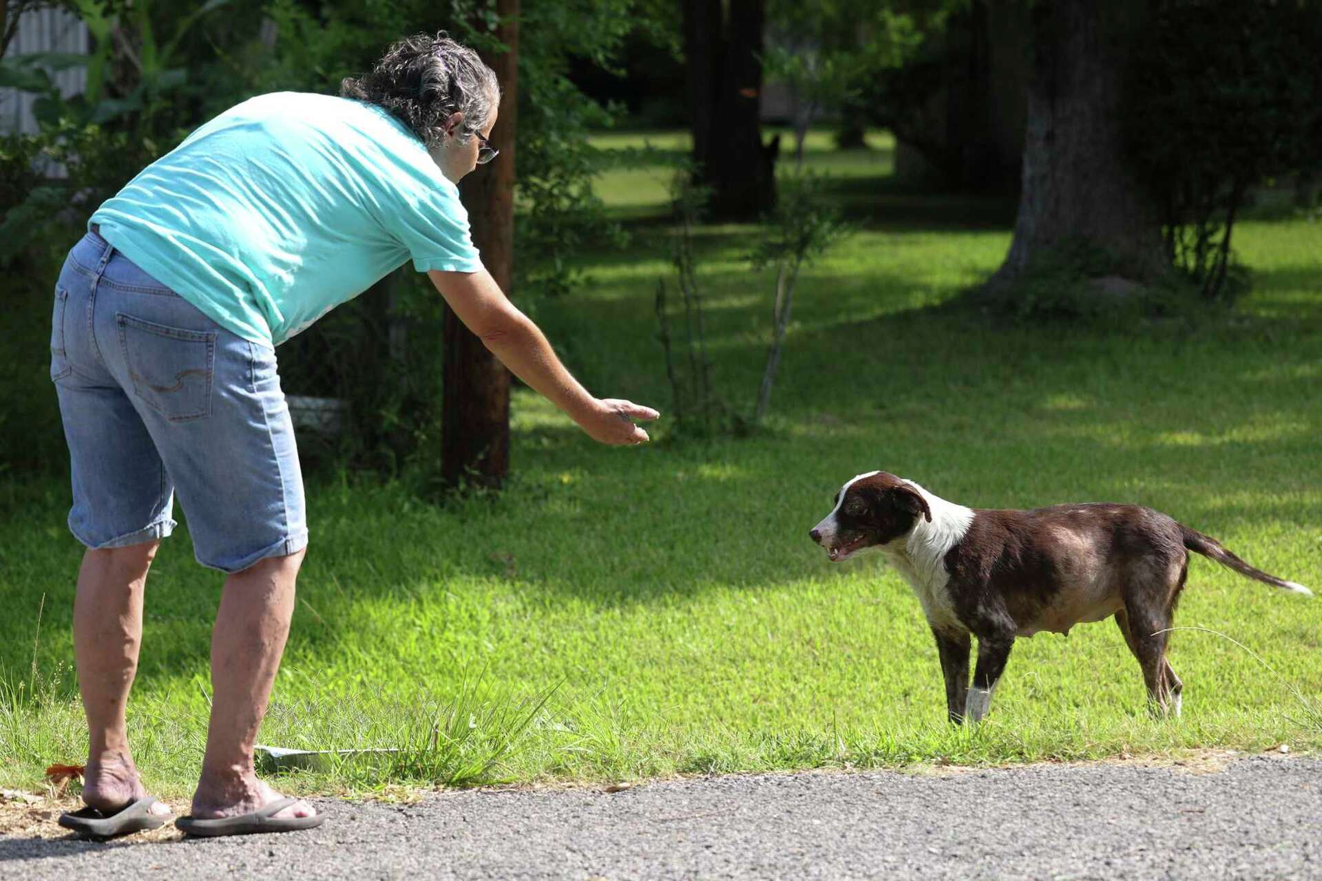 Houston shelters, rescues are battling a stray animal crisis