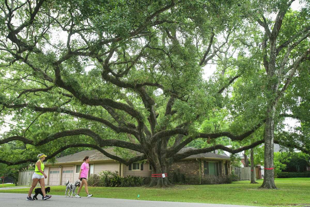 Hedwig Village residents mobilize to keep 200-year-old oak tree from ...
