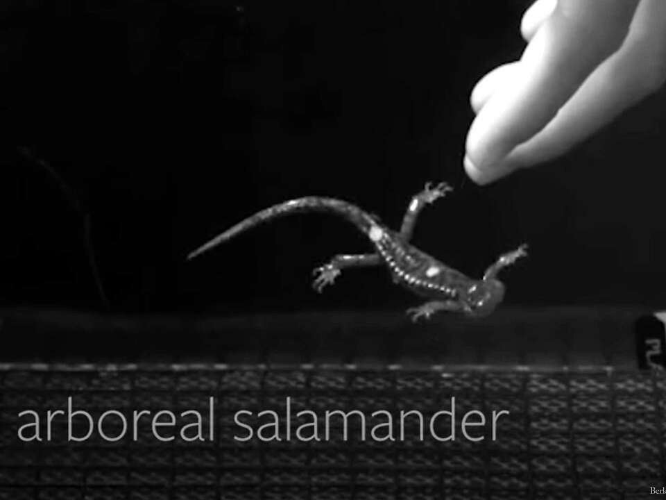 Watch these ‘skydiving’ salamanders that parachute out of California ...