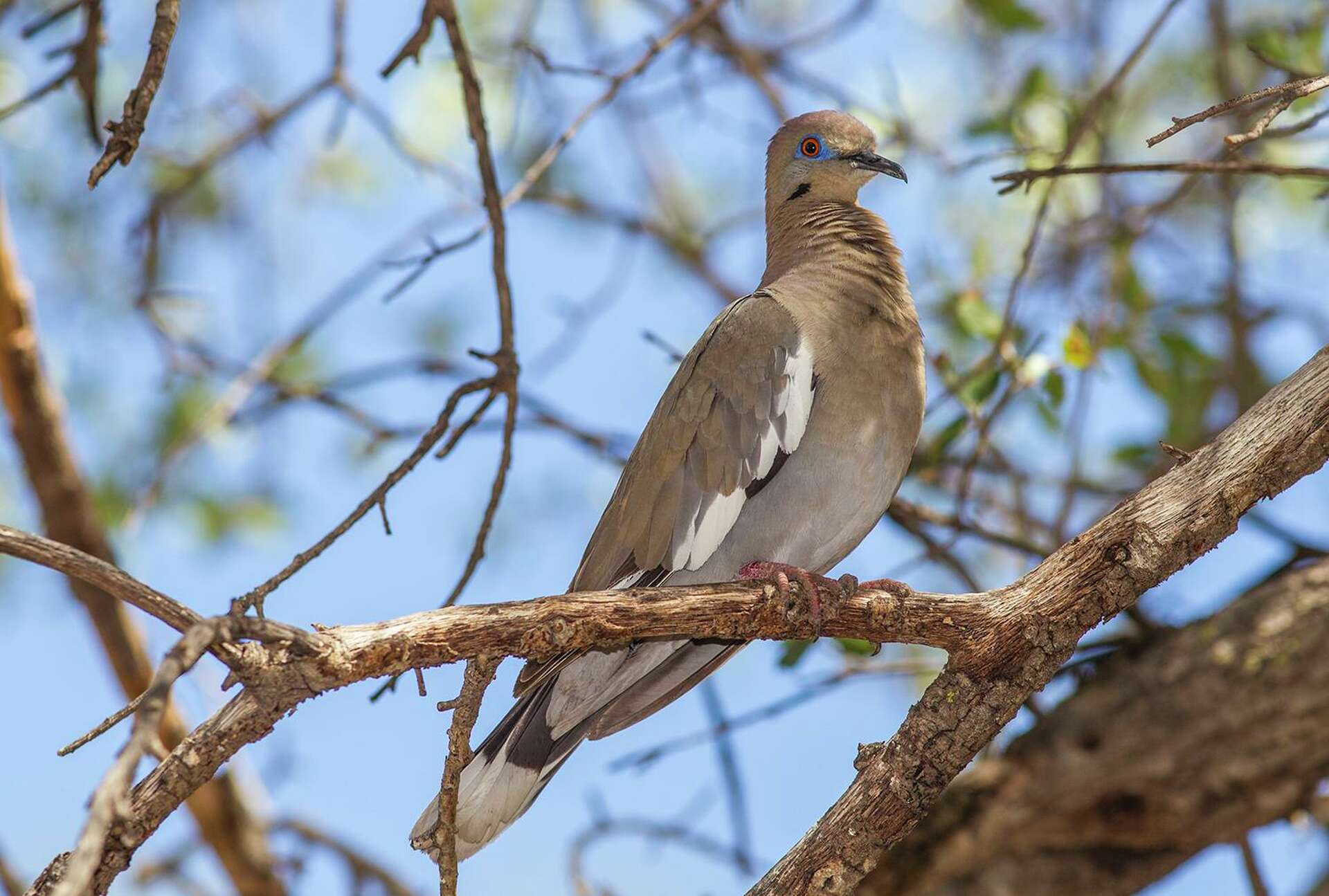 White-winged doves are invading our mourning dove territory