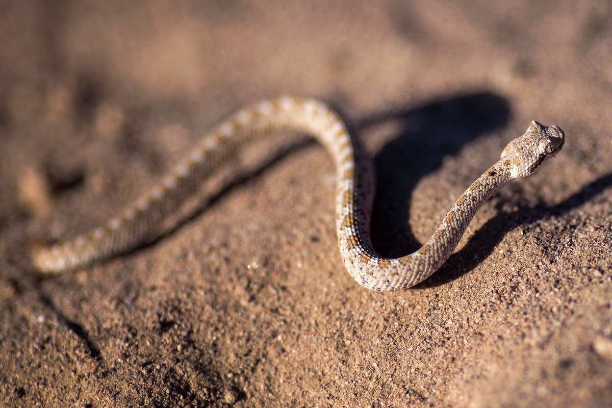 Why California’s rattlesnake population is booming