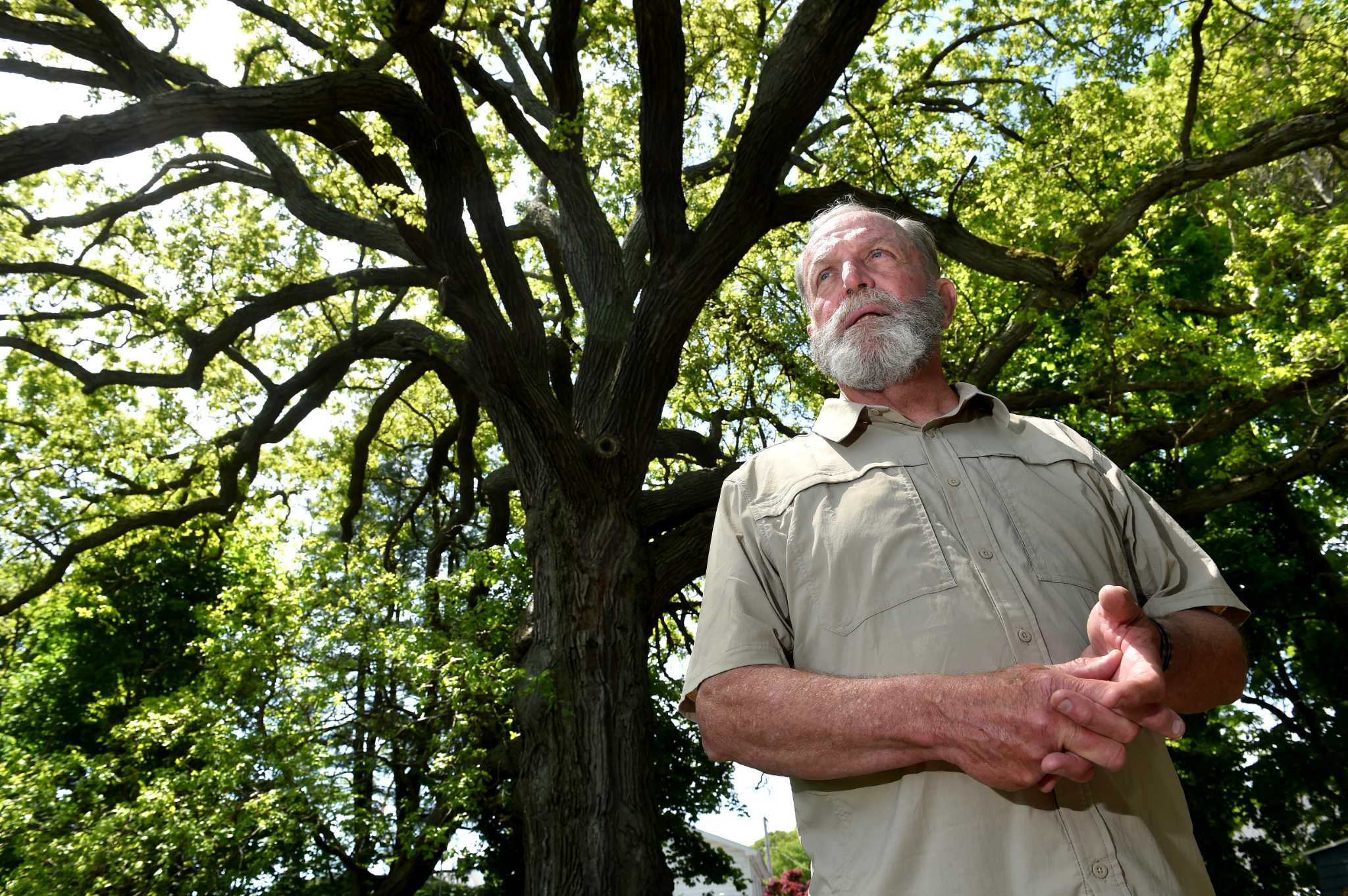 West Haven tree warden launches ‘tree tender’ volunteer program to ...