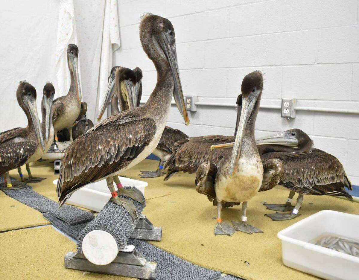 ‘Pelican crisis’: Hundreds of birds starving, injured throughout California