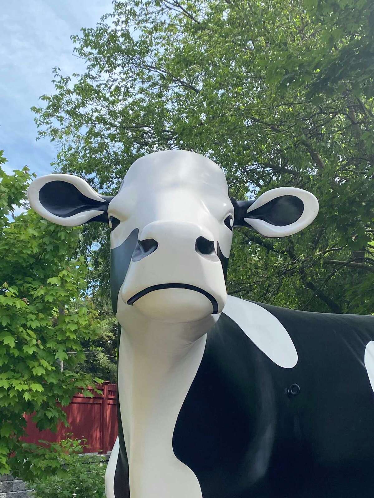 After makeover, Beardsley Zoo’s big cow returns to Bridgeport