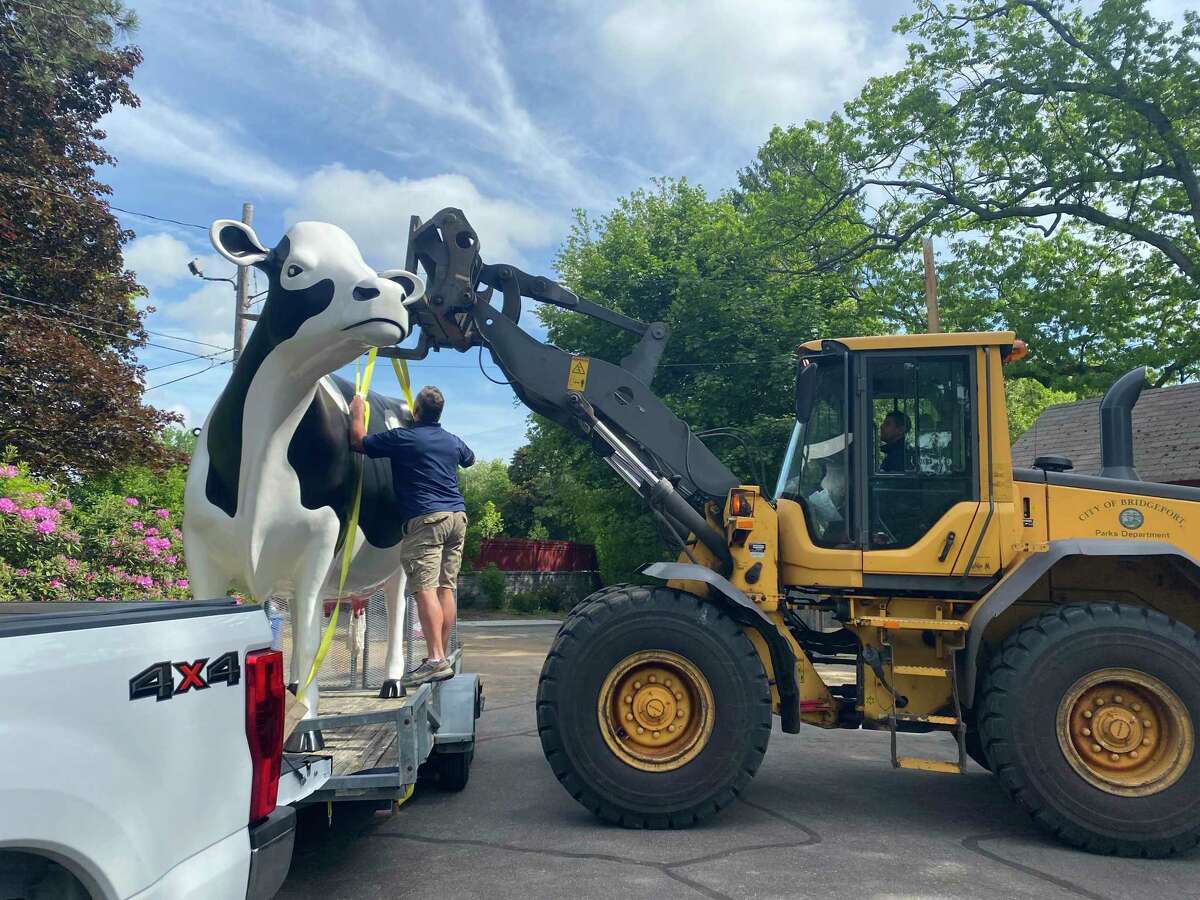 After makeover, Beardsley Zoo’s big cow returns to Bridgeport