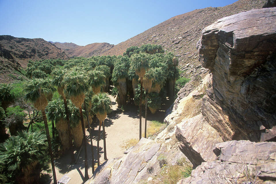 Murray Canyon Trail—a desert hike with a secret swimming hole