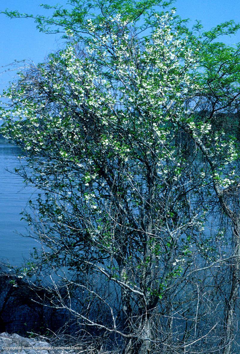 The Two-Winged Silverbell tree makes a striking accent plant