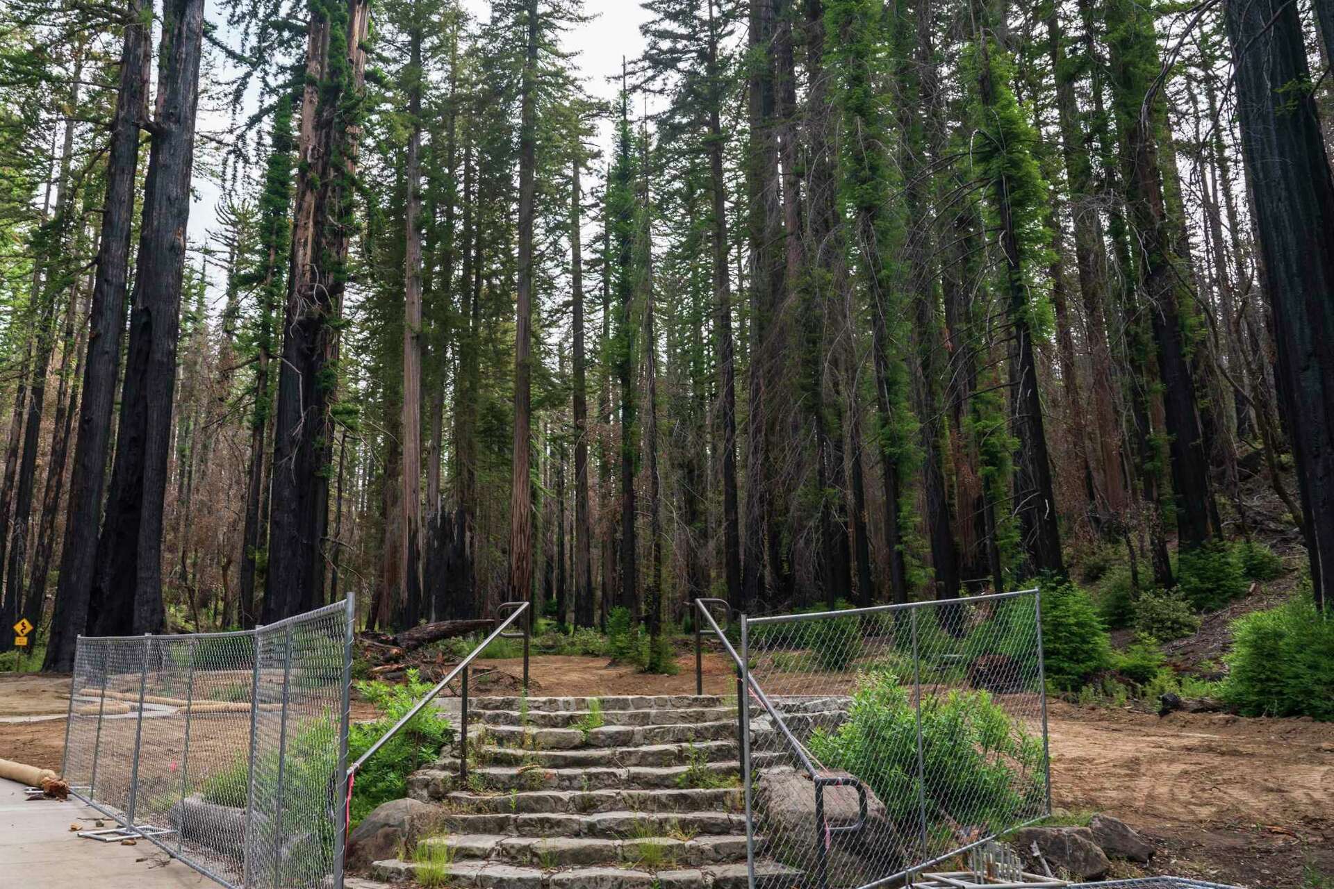 One of California’s most iconic redwood parks to reopen two years after ...
