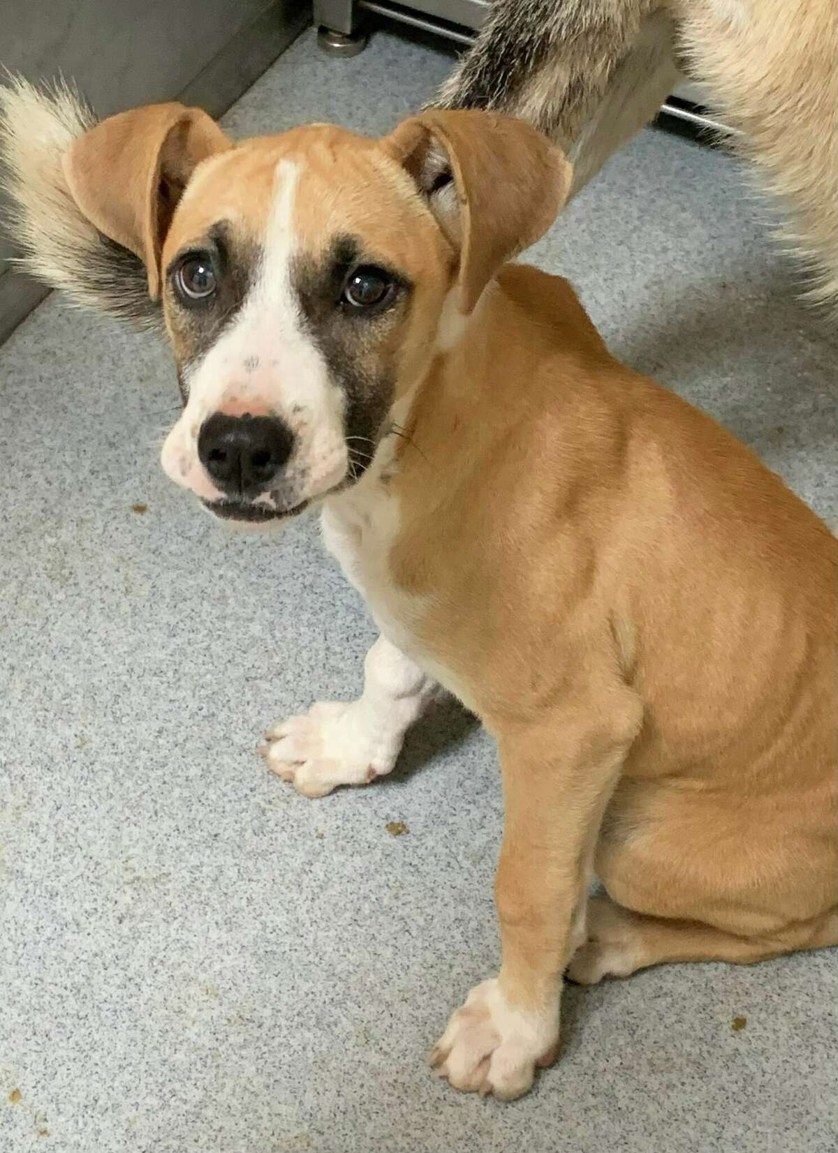 City of Midland's animal shelter exceeds capacity as owners surrender ...