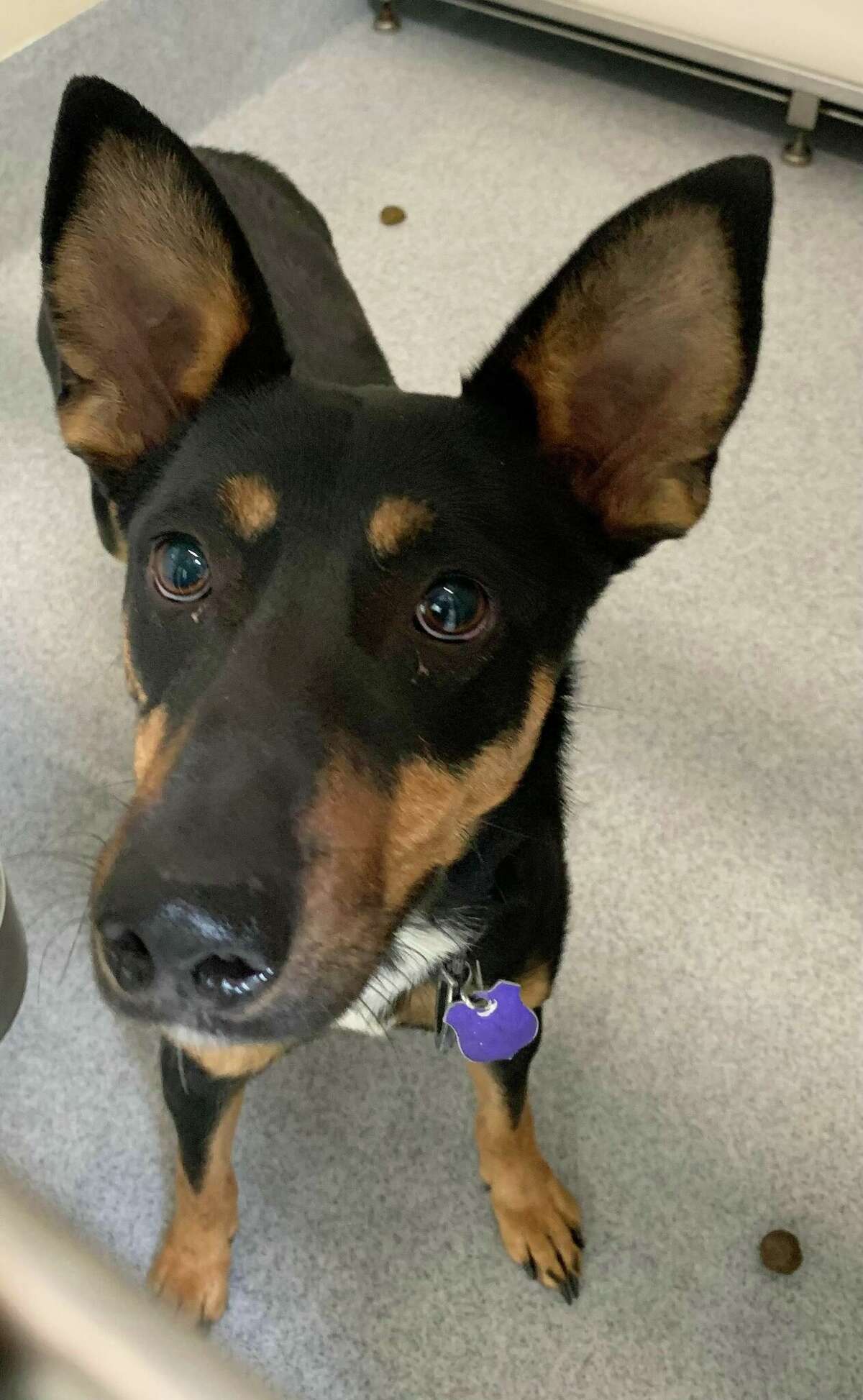 City of Midland's animal shelter exceeds capacity as owners surrender ...