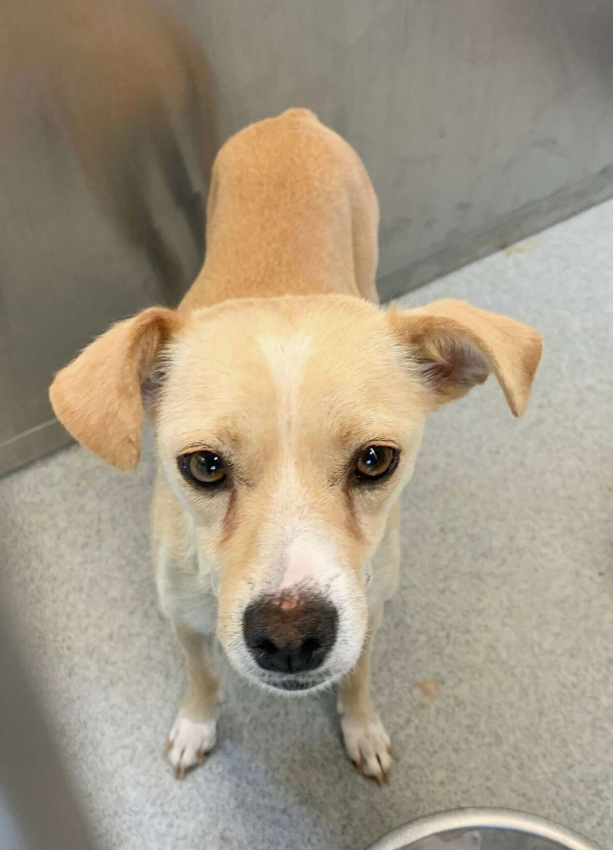 City of Midland's animal shelter exceeds capacity as owners surrender ...