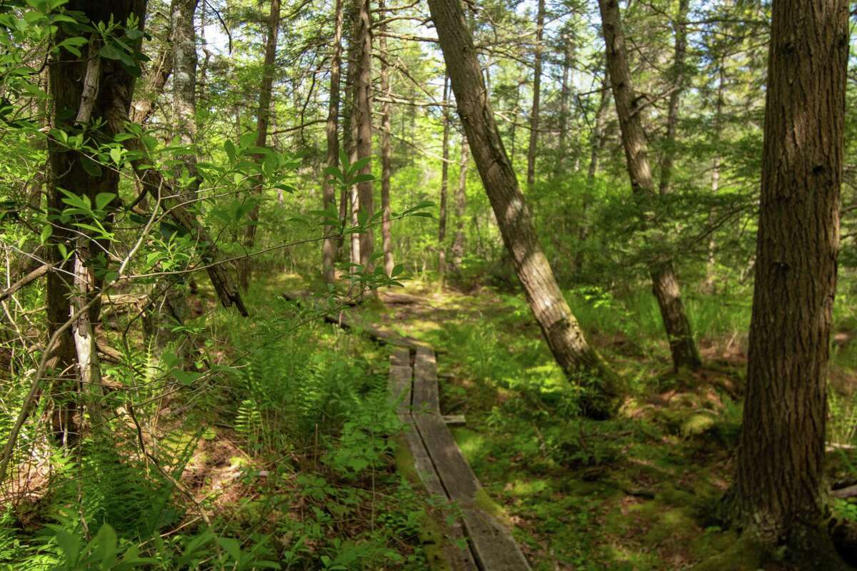 Robert Miller: Exploring Black Spruce Bog