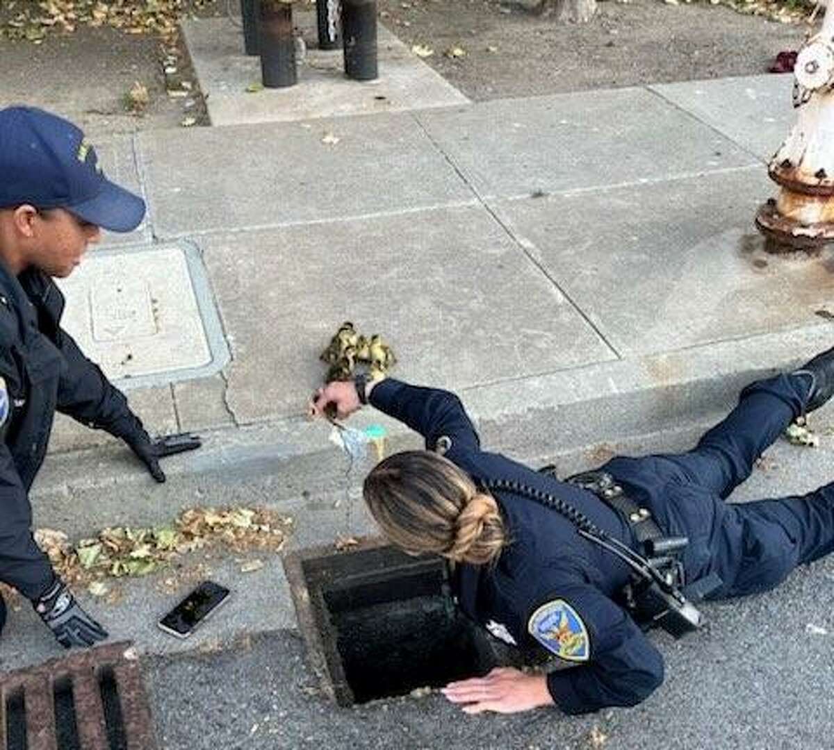 The grate escape — ducklings plucked from storm drain by police