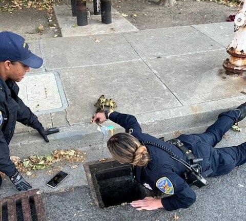 The grate escape — ducklings plucked from storm drain by police