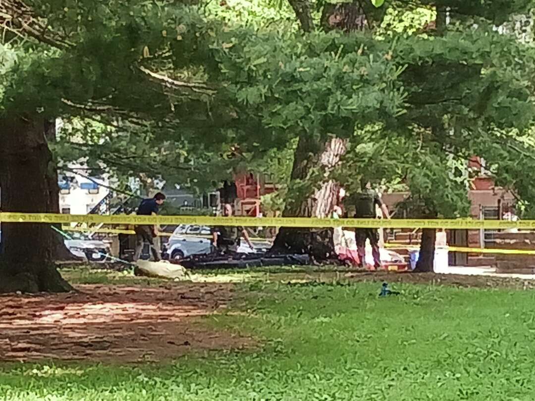 Tranquilized bear drops from Washington Park tree in Albany