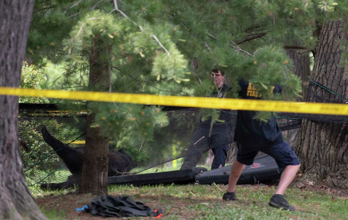 Tranquilized bear drops from Washington Park tree in Albany