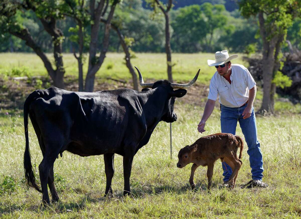 Texas ranchers using regenerative agriculture to restore land