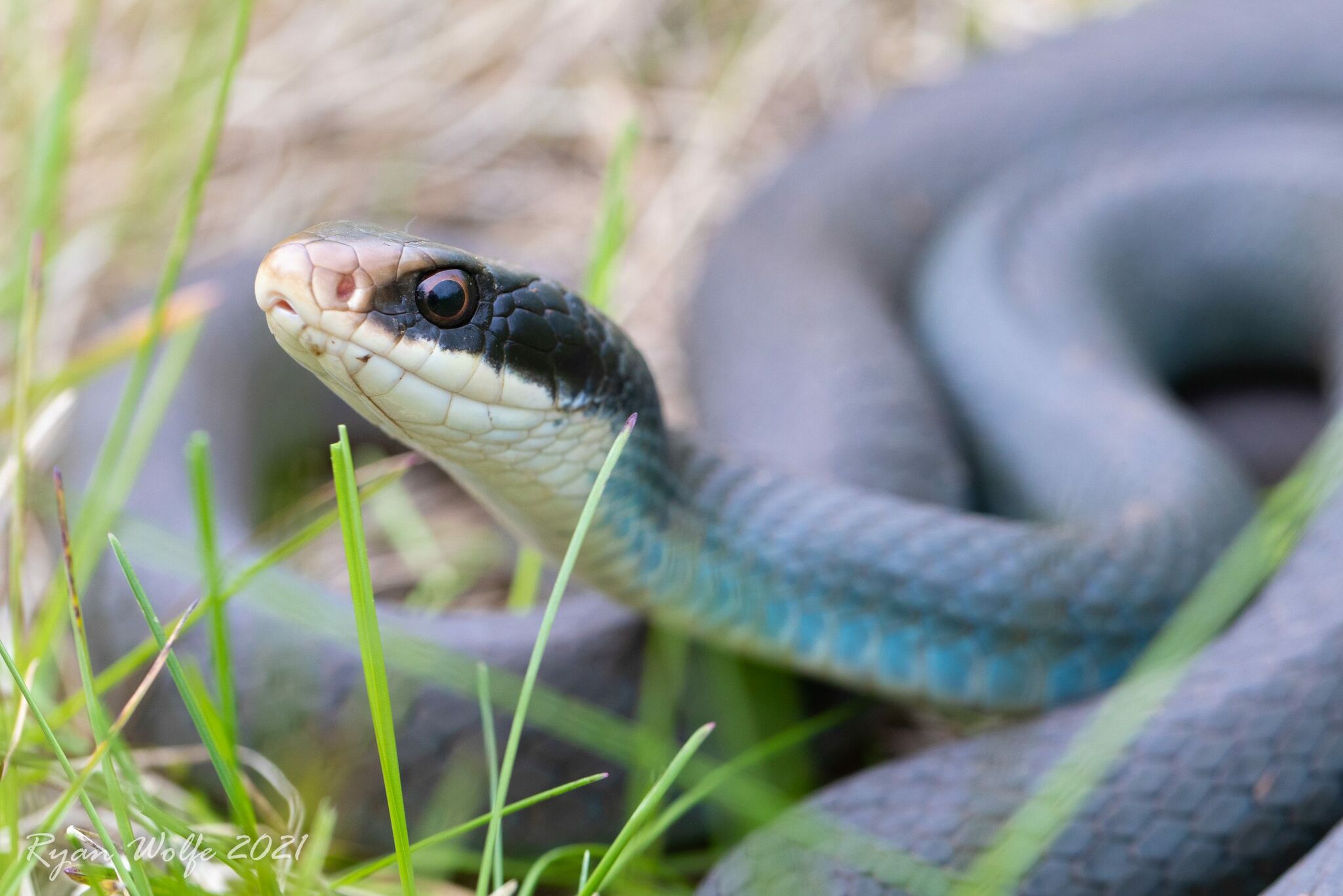 Got snakes? Blue racer snakes reported in Mecosta County