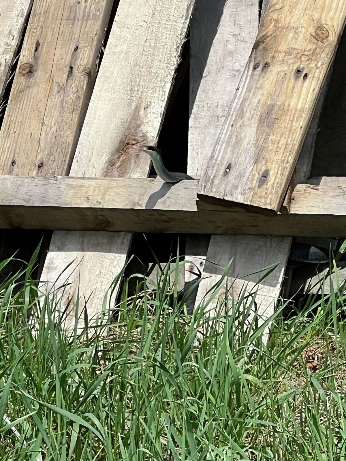 Got snakes? Blue racer snakes reported in Mecosta County