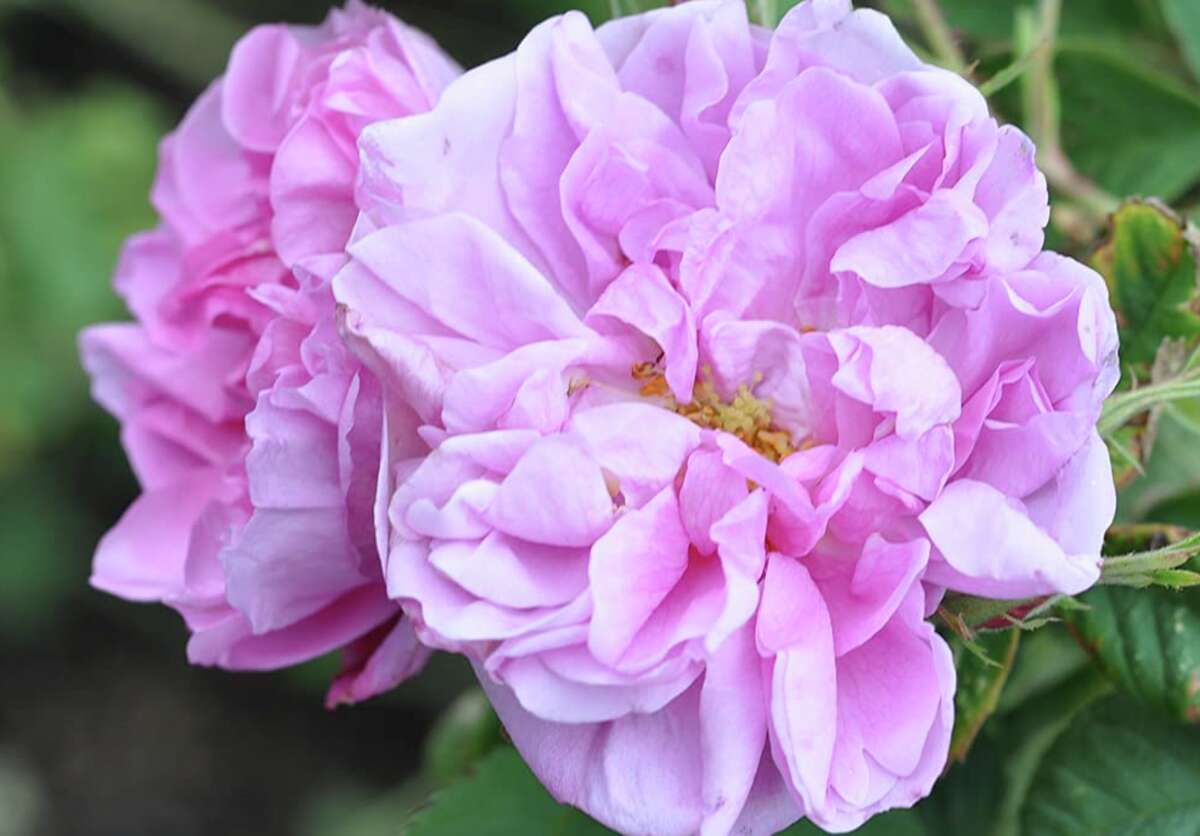 What are heirloom roses? Where to buy antique roses online