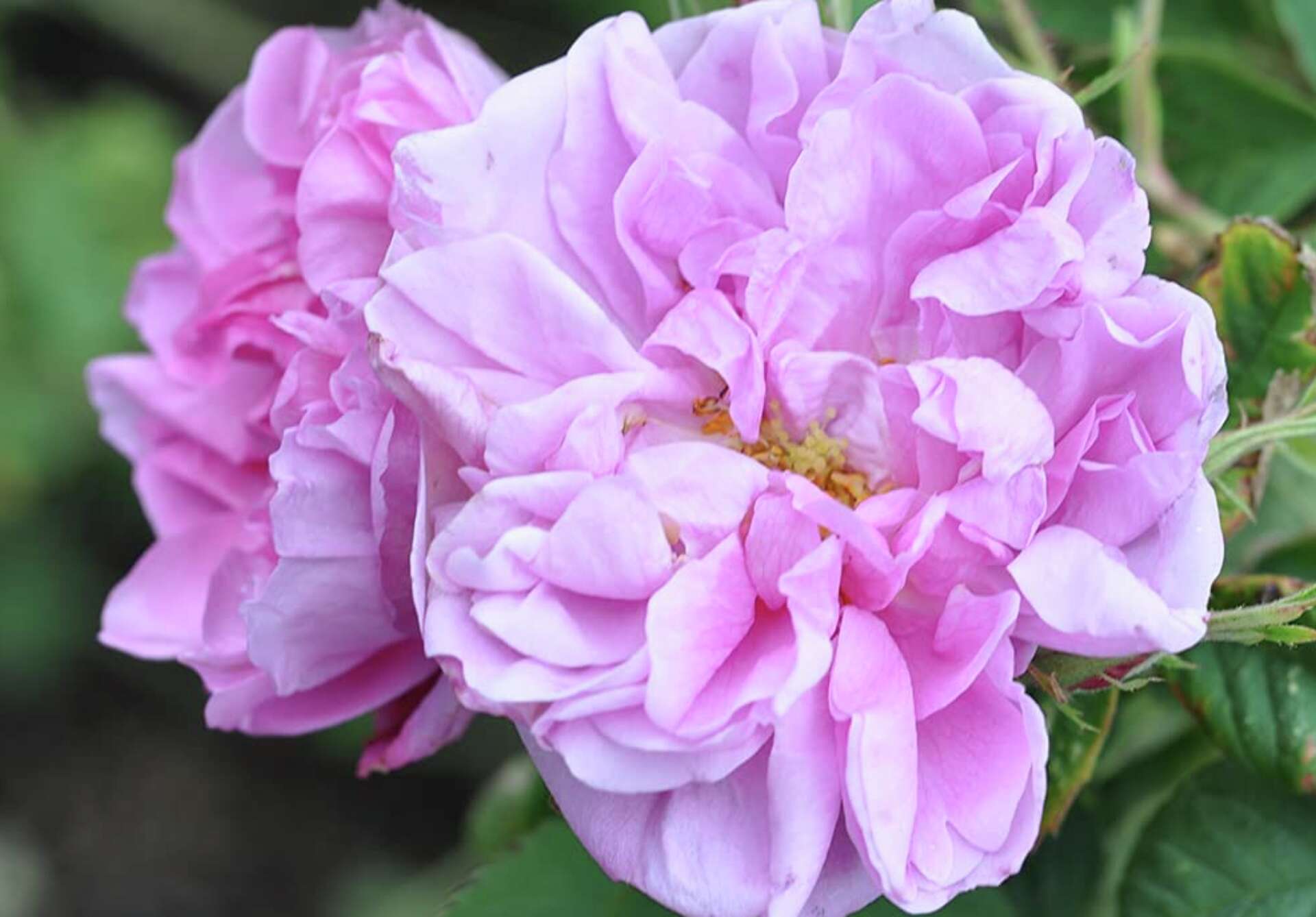 What are heirloom roses? Where to buy antique roses online