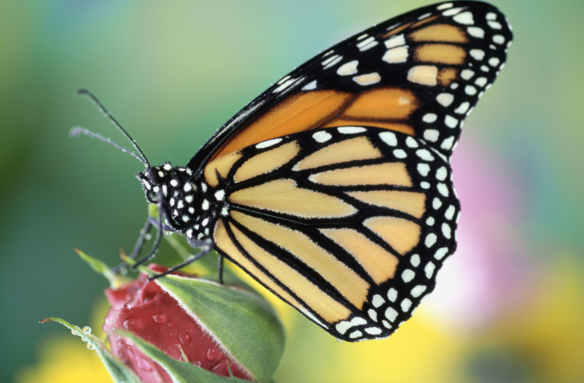 Parasites are plaguing monarch butterflies throughout Calif.