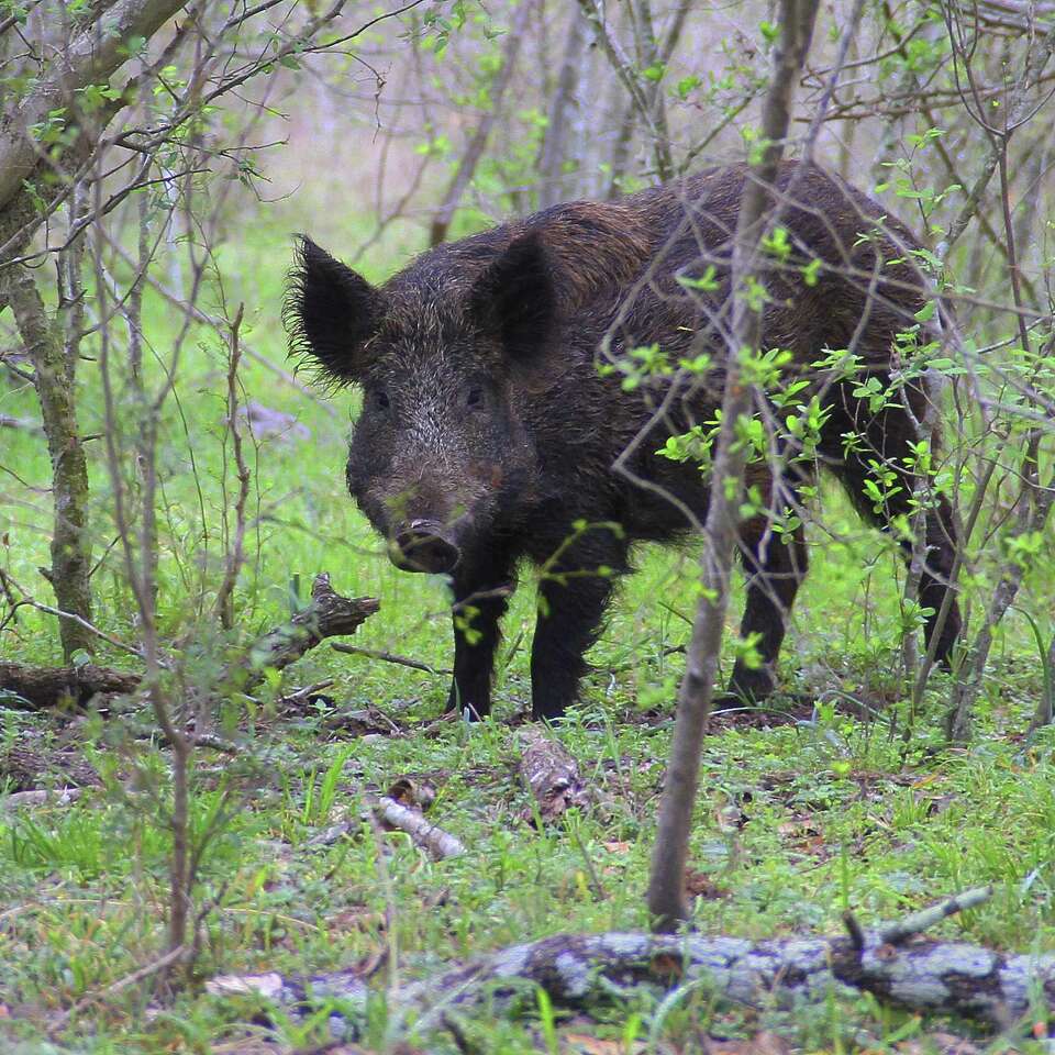 New feral hog poison building steam after slow start in Texas