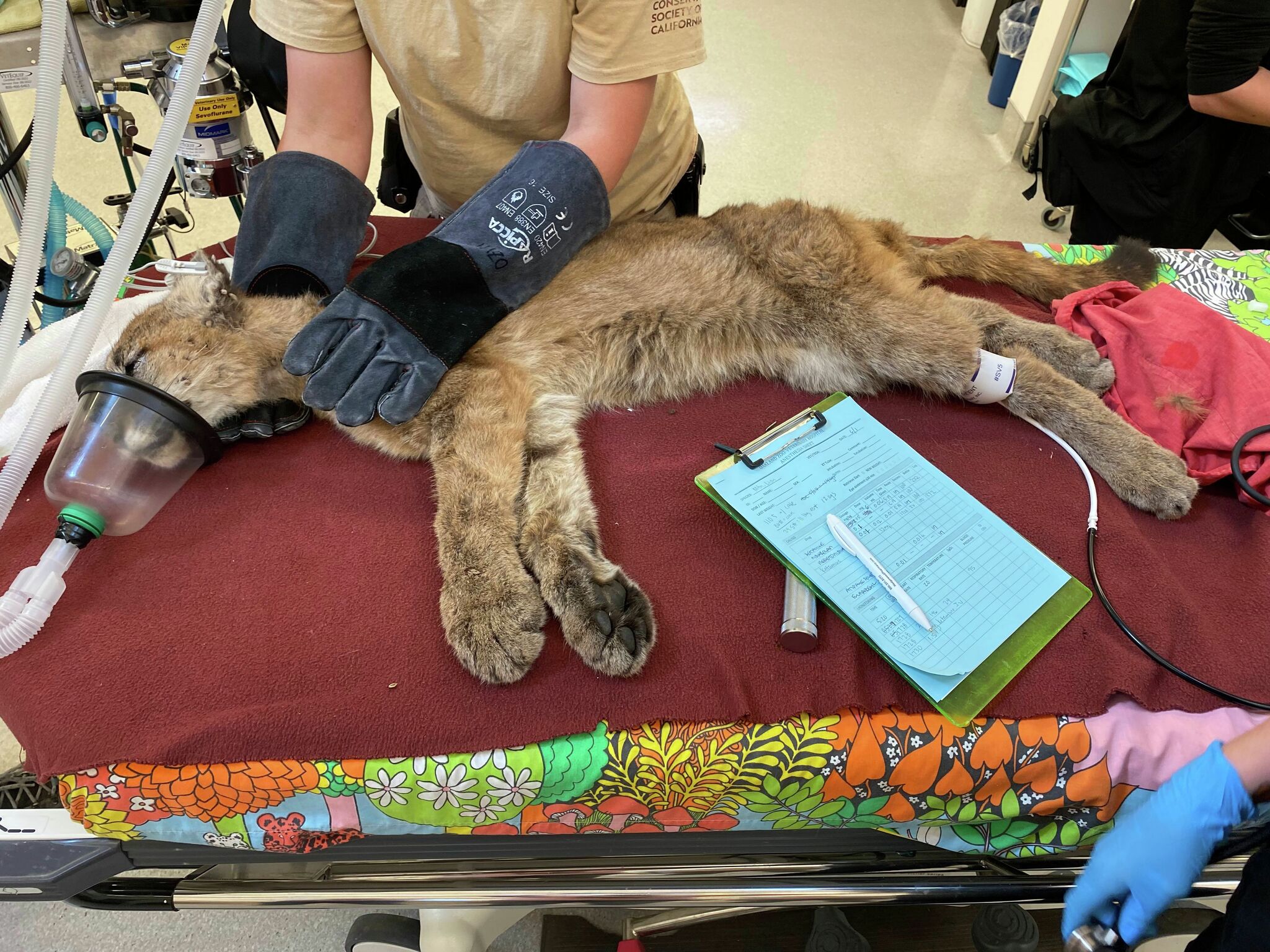Mountain lion found in high school moves to Oakland Zoo