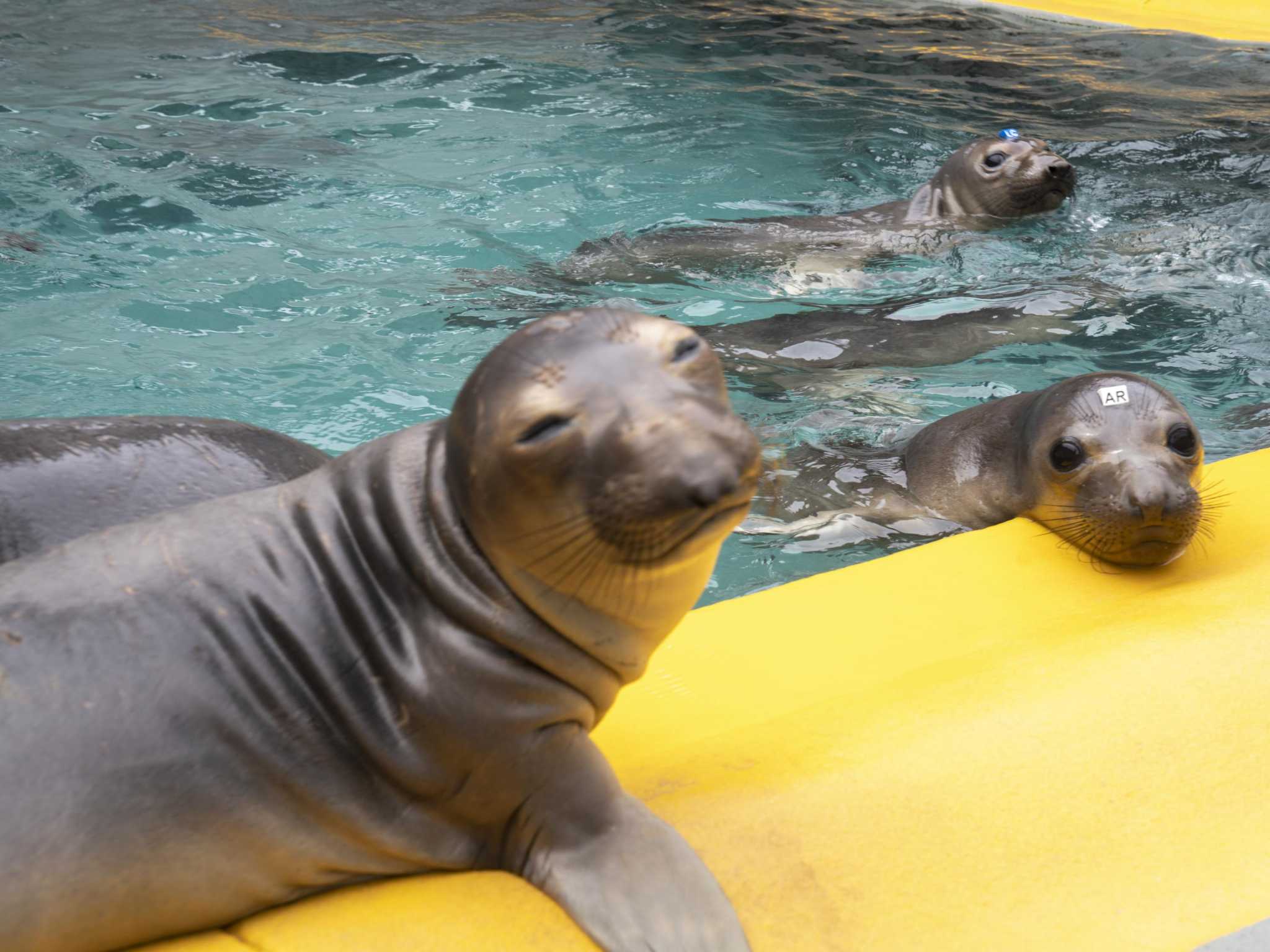 An inside look at Marin’s newly reopened Marine Mammal Center