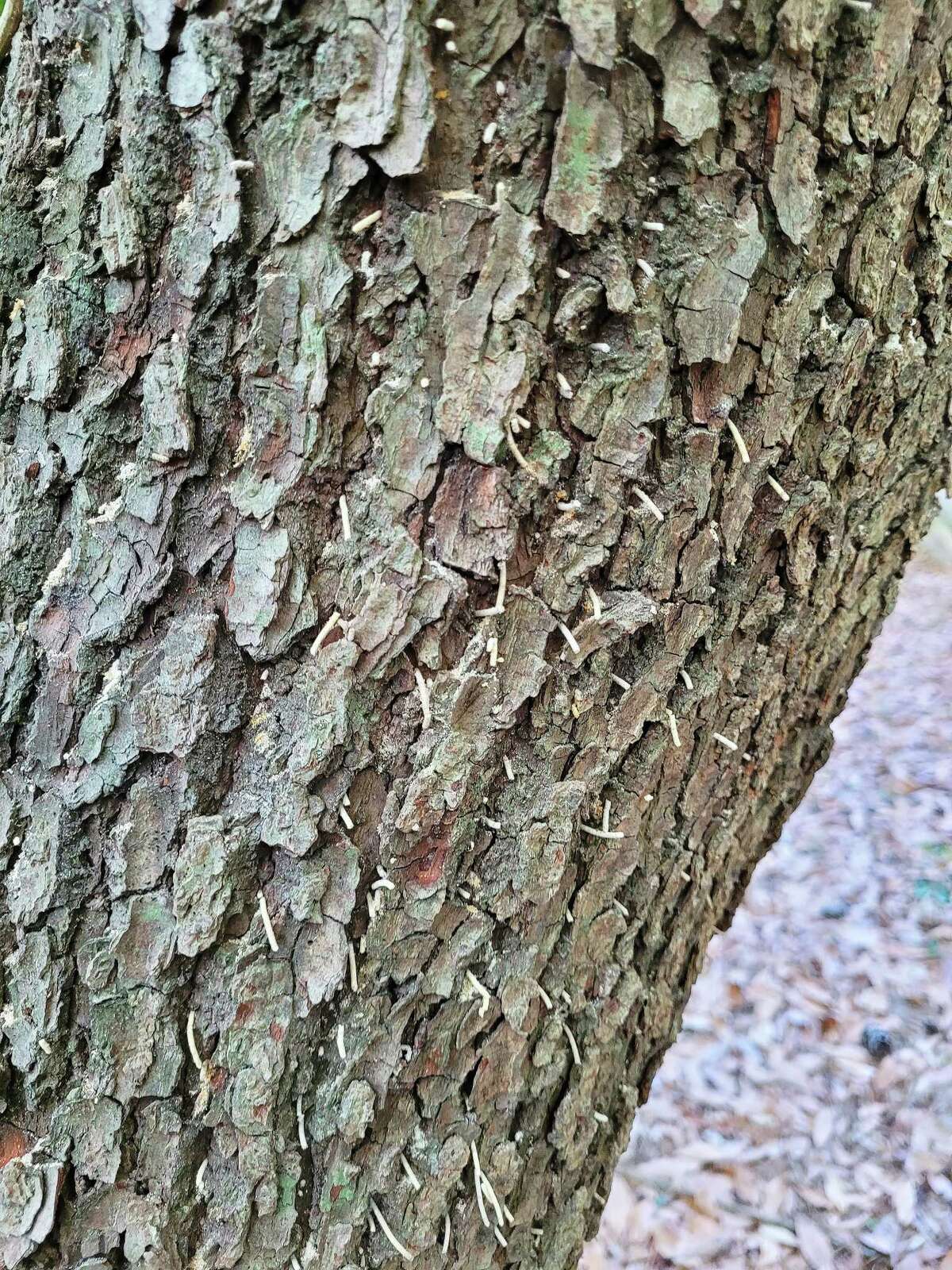 The Livable Forest under siege as invasive species kills trees