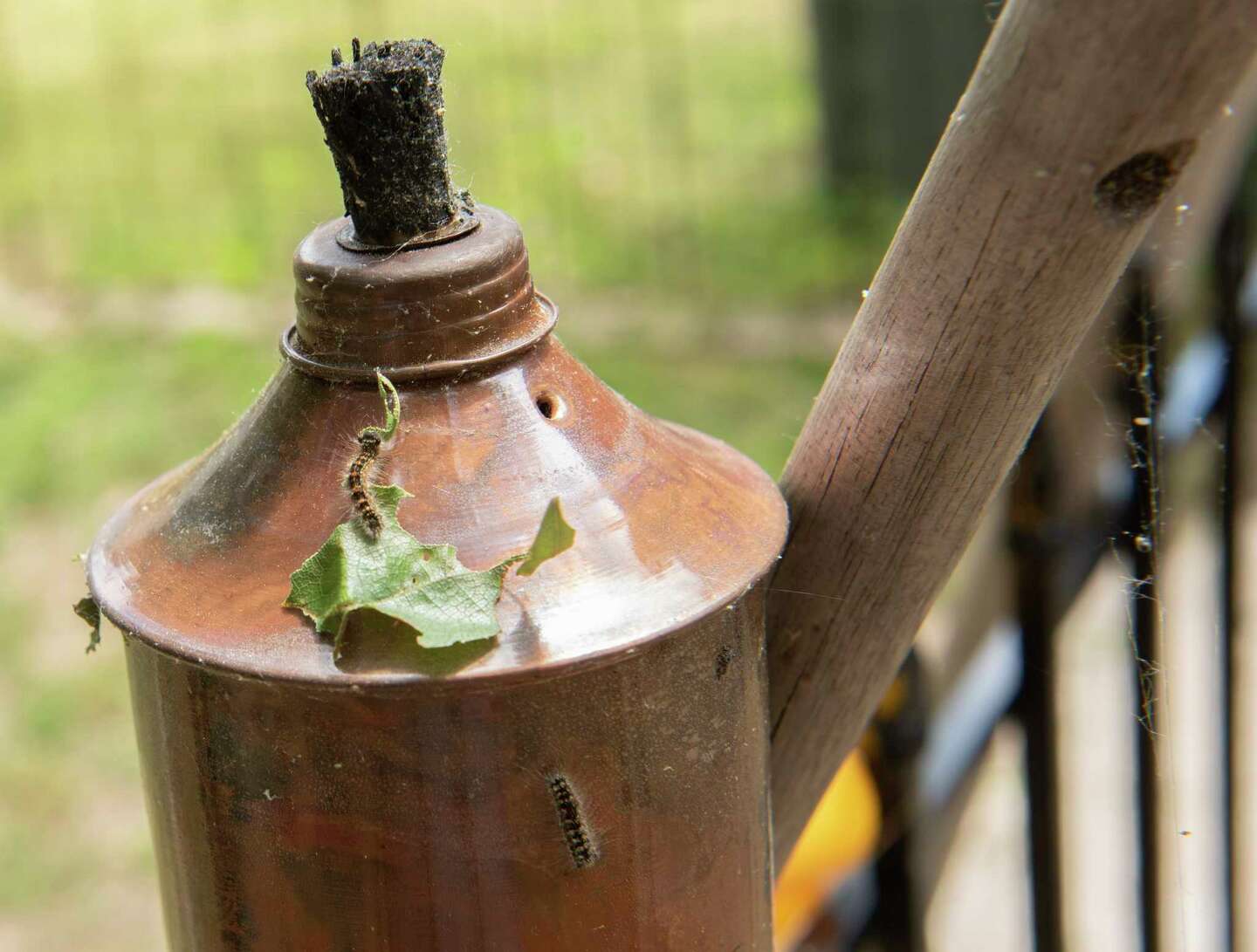Spongy moth caterpillars are back, and NY is anticipating a bad year