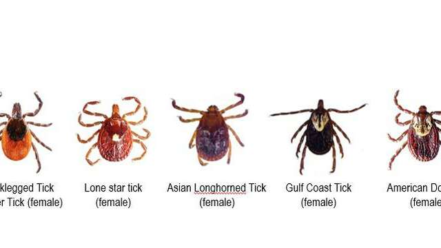 Invasive species in CT threatening the state’s ecosystem