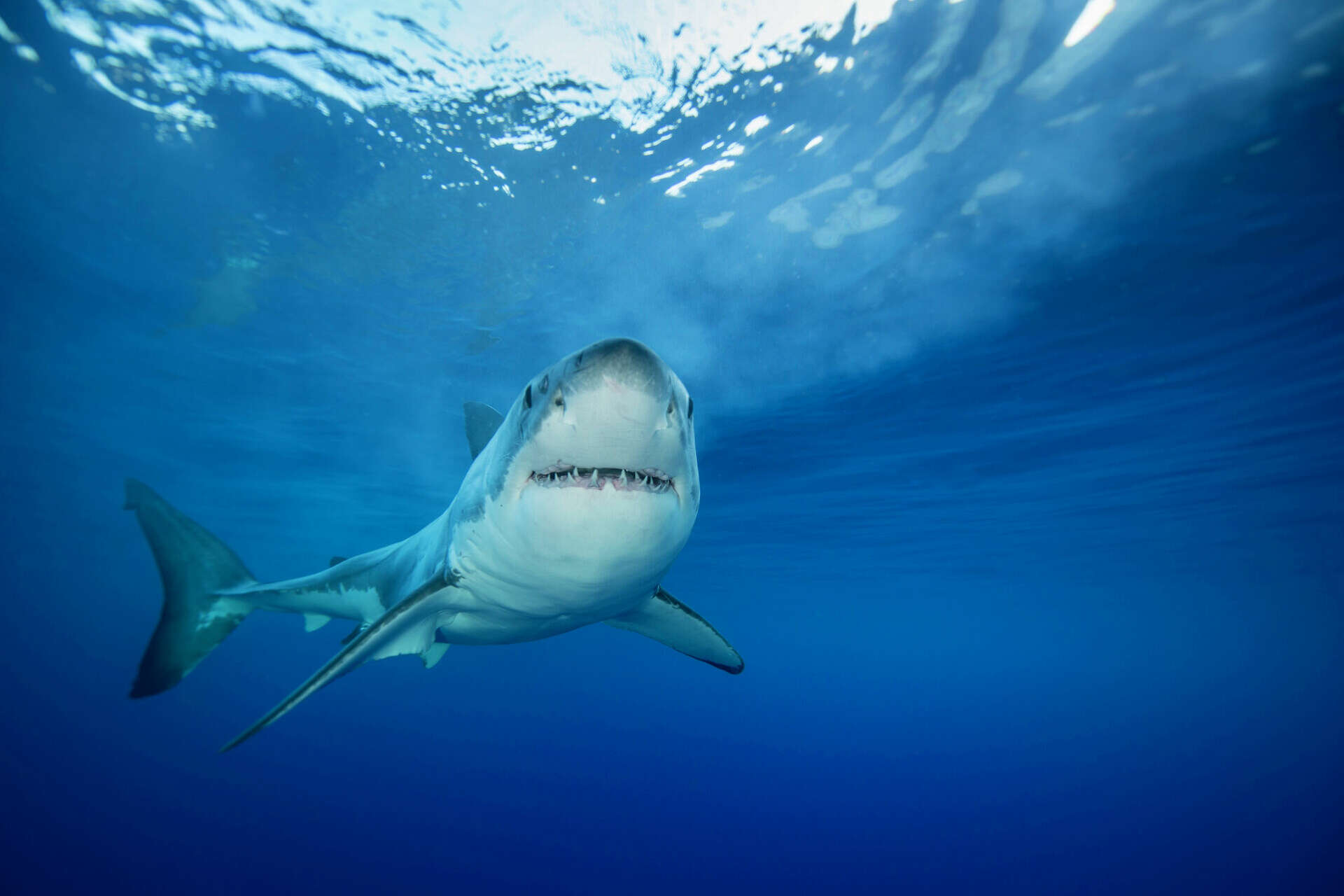 Map: Shark Tracker app shows tagged sharks along the Gulf Coast and ...