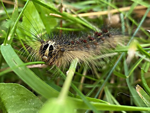 Could New York see another spongy moth outbreak?