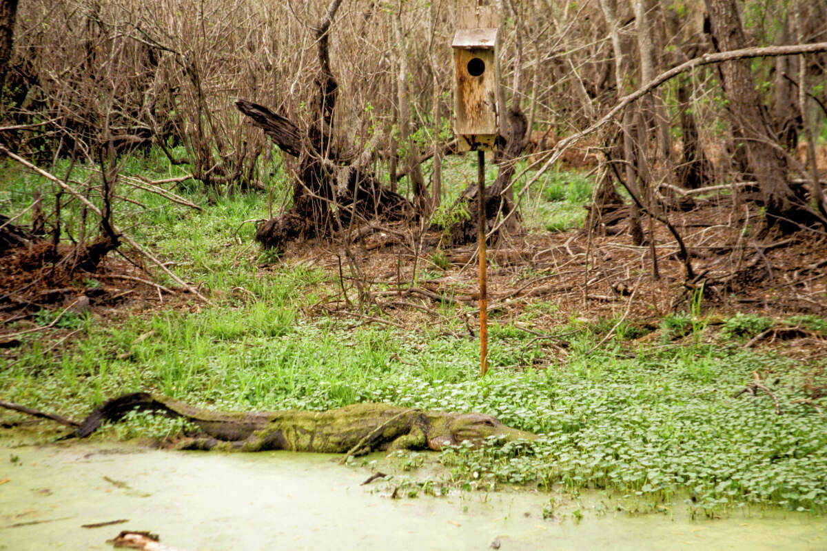 50 fantastic things to do in Houston this summer