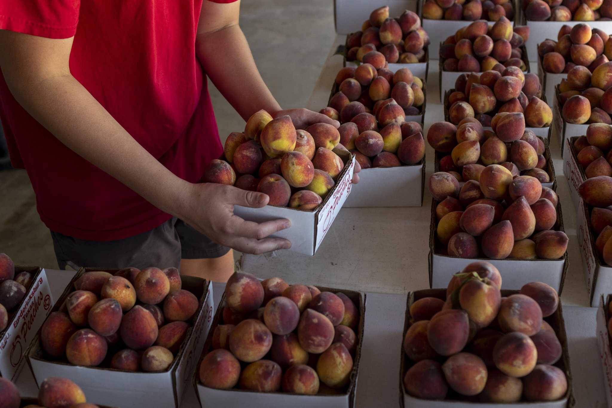 Hill Country peach crop this year for 2022