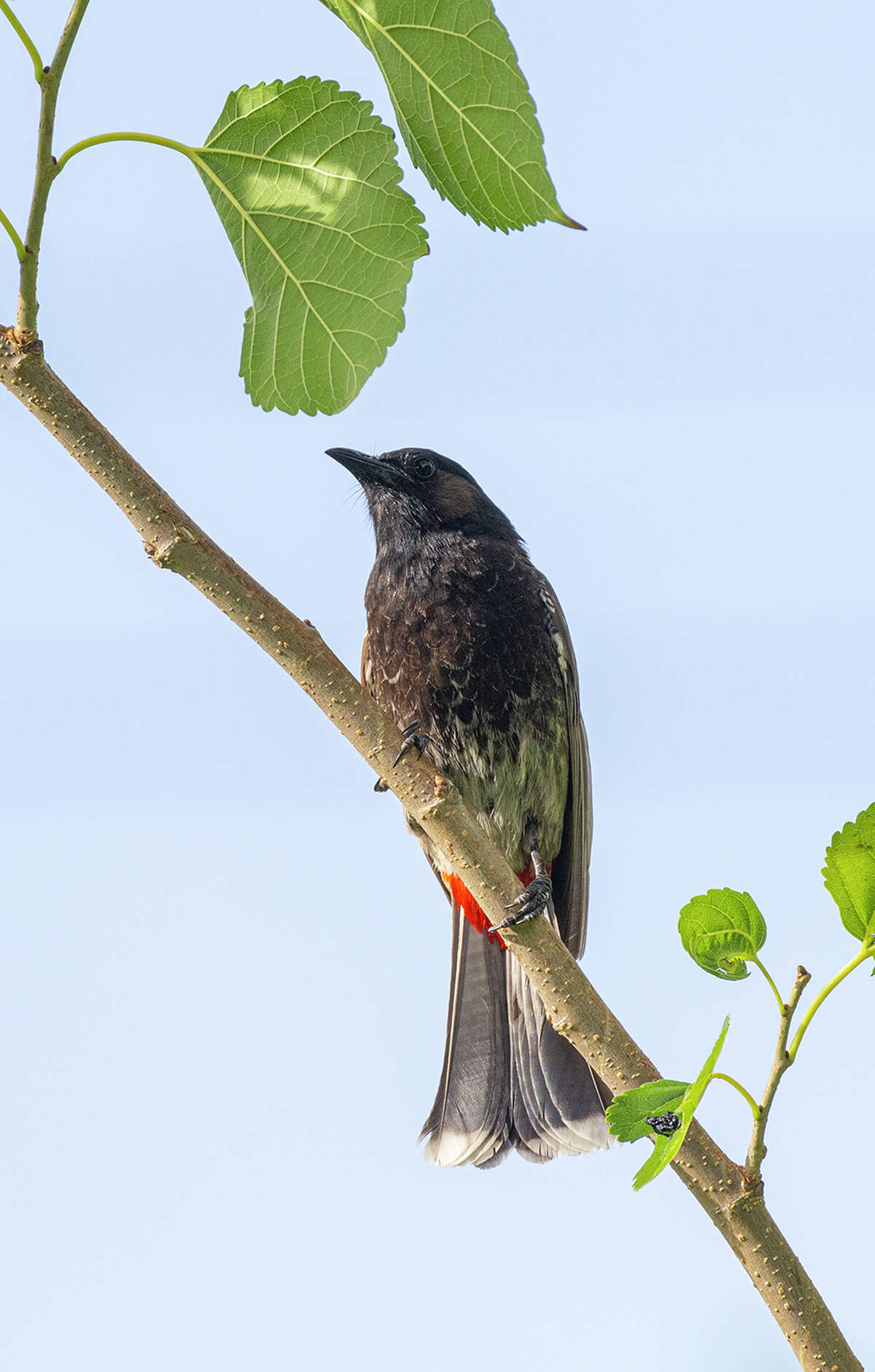 Looking for Red-vented bulbuls in Houston? Where to find them