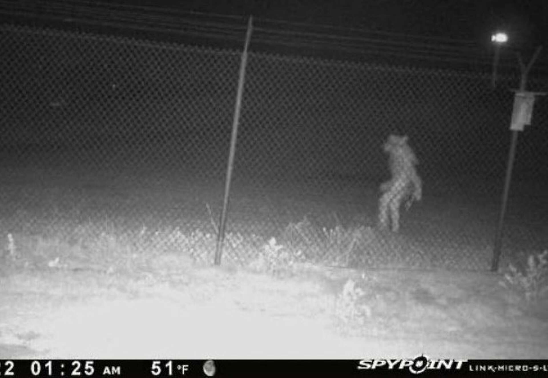 Chupacabra? Person with strange hat? Mysterious 'Unidentified Amarillo Object' caught on camera ...