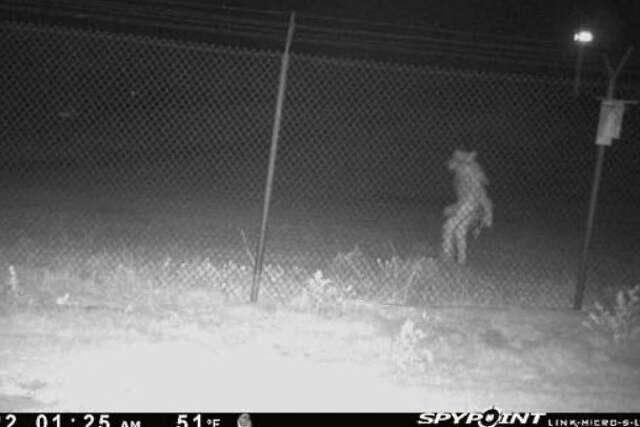 Chupacabra? Person with strange hat? Mysterious 'Unidentified Amarillo ...