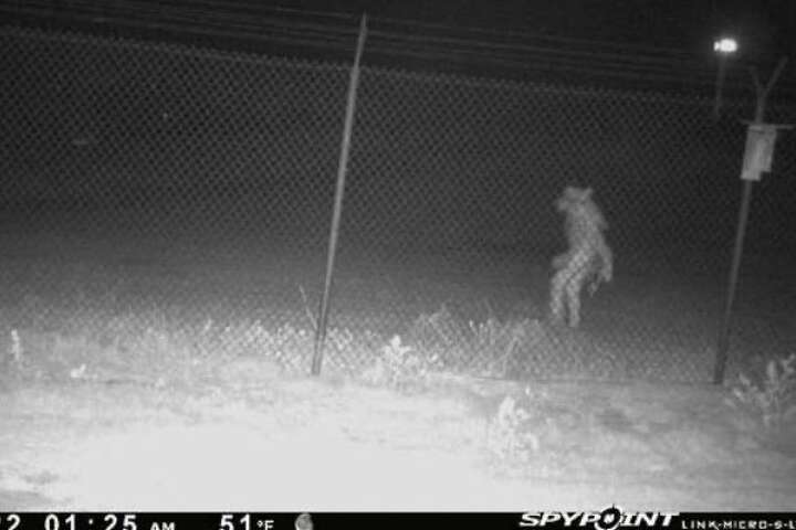 Chupacabra? Person with strange hat? Mysterious 'Unidentified Amarillo ...