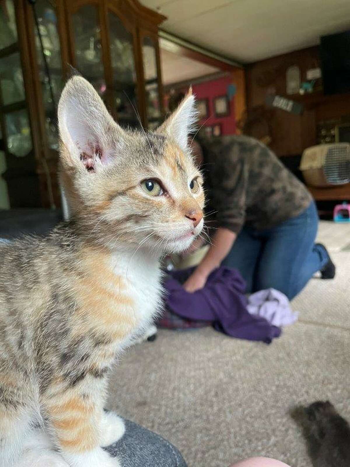 Furry Paws Rescue shelter is working to save animals in Reed City