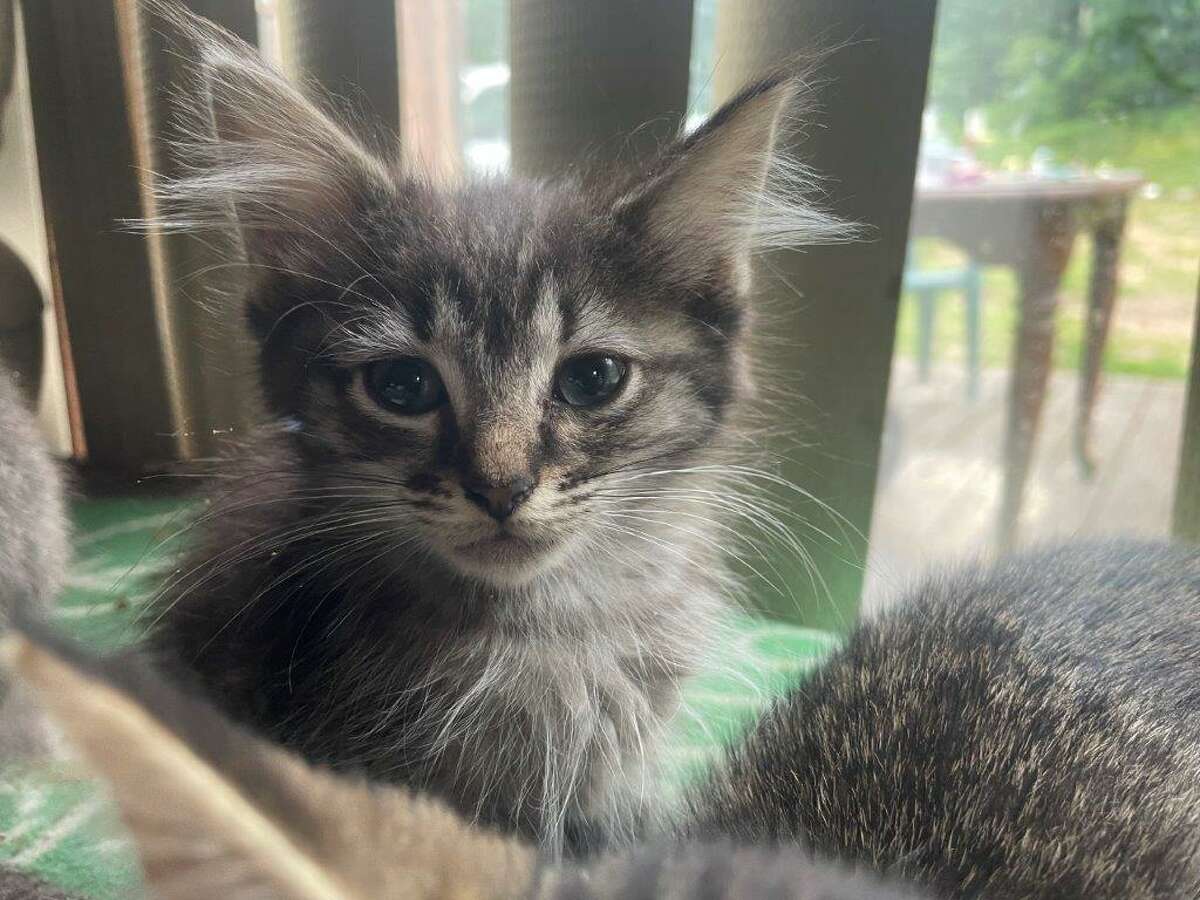 Furry Paws Rescue shelter is working to save animals in Reed City