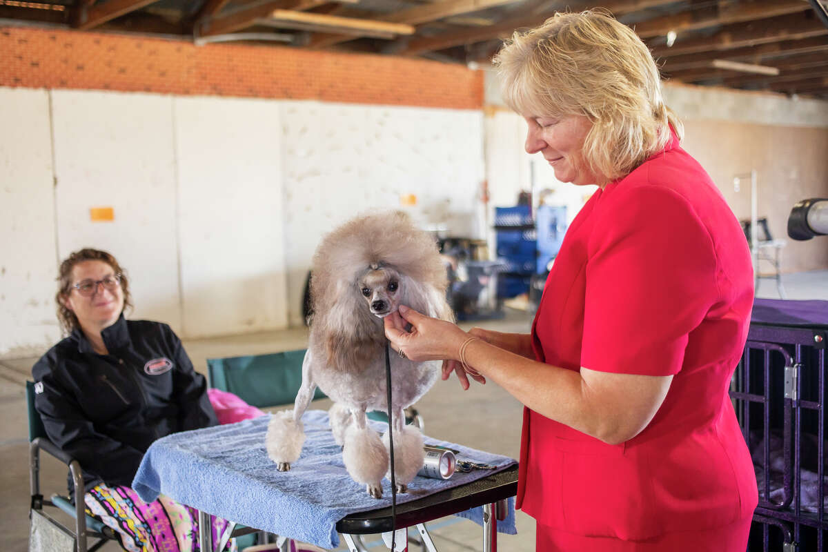 SEEN: Midland Michigan Kennel Club Dog Show held at Midland County ...
