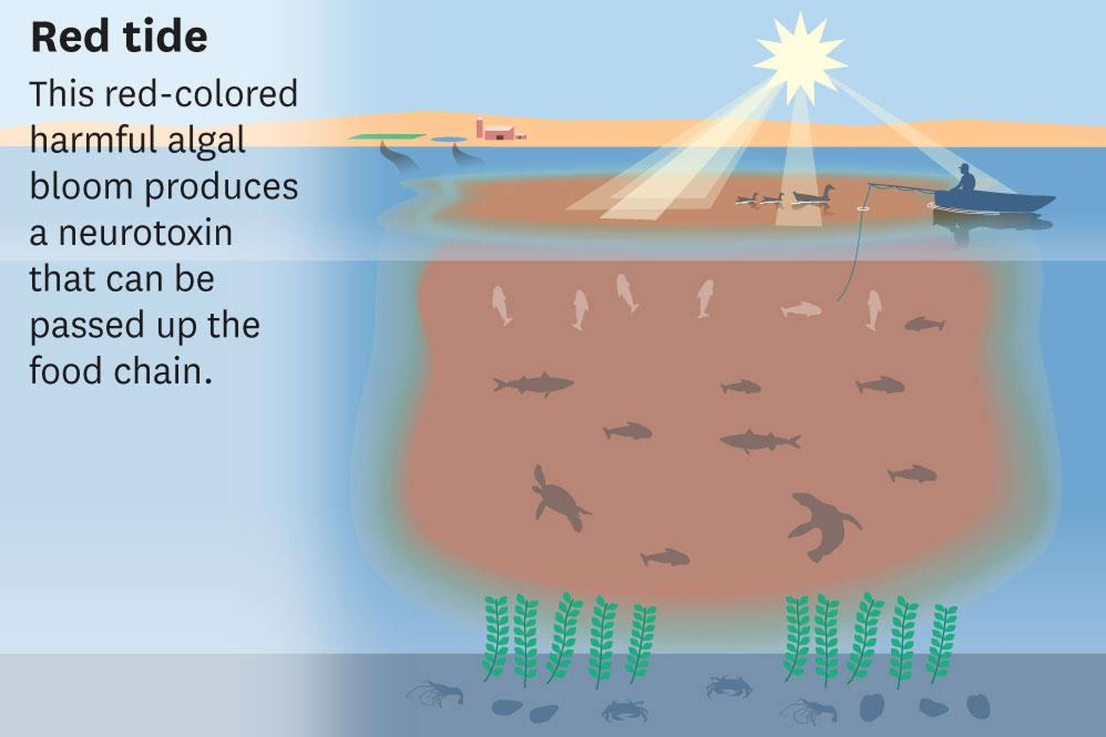 Why toxic algae blooms are on the rise across California — and expected ...