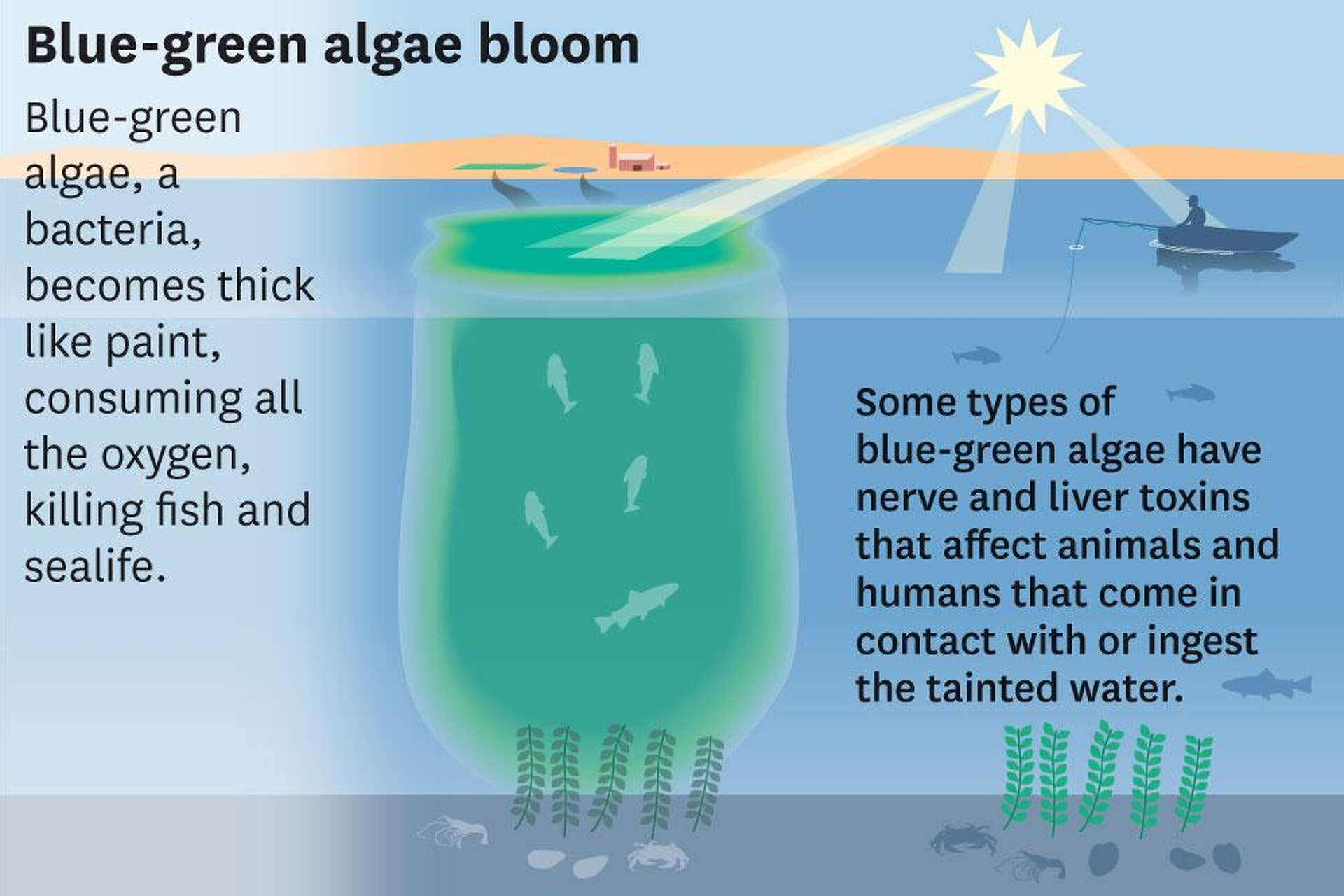 Why toxic algae blooms are on the rise across California — and expected ...