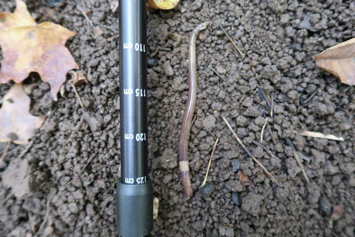 Invasive jumping worms are spreading across Connecticut