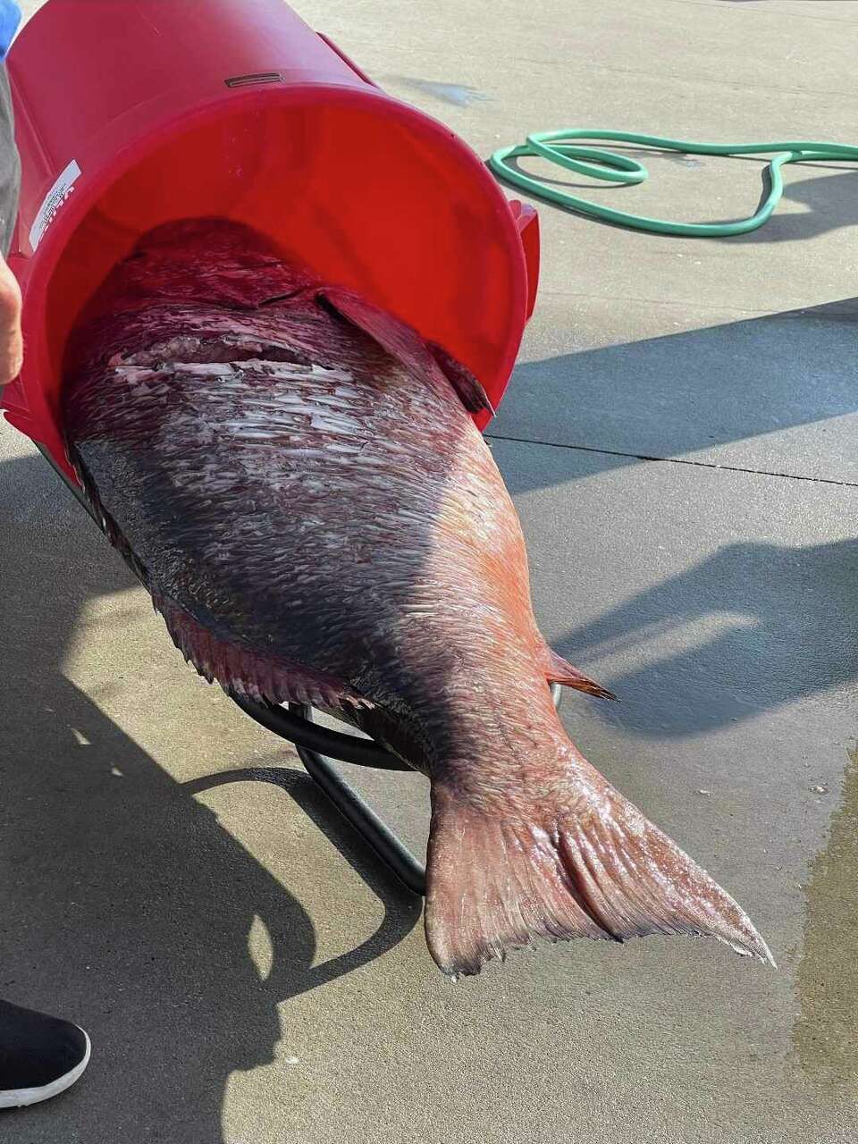 Texas spearfisher lands potential world-record-breaking snapper near ...