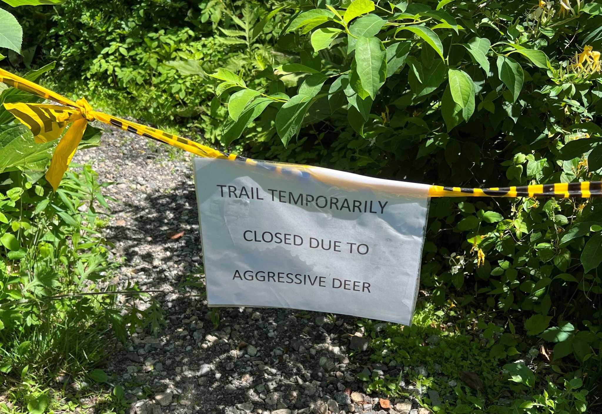 Aggressive deer strikes pair of hikers on New Canaan trail